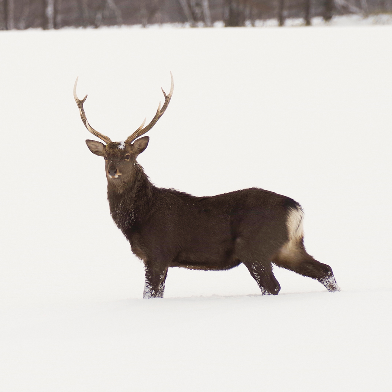 Animals of Eastern Hokkaido – Hokkaido Wildlife